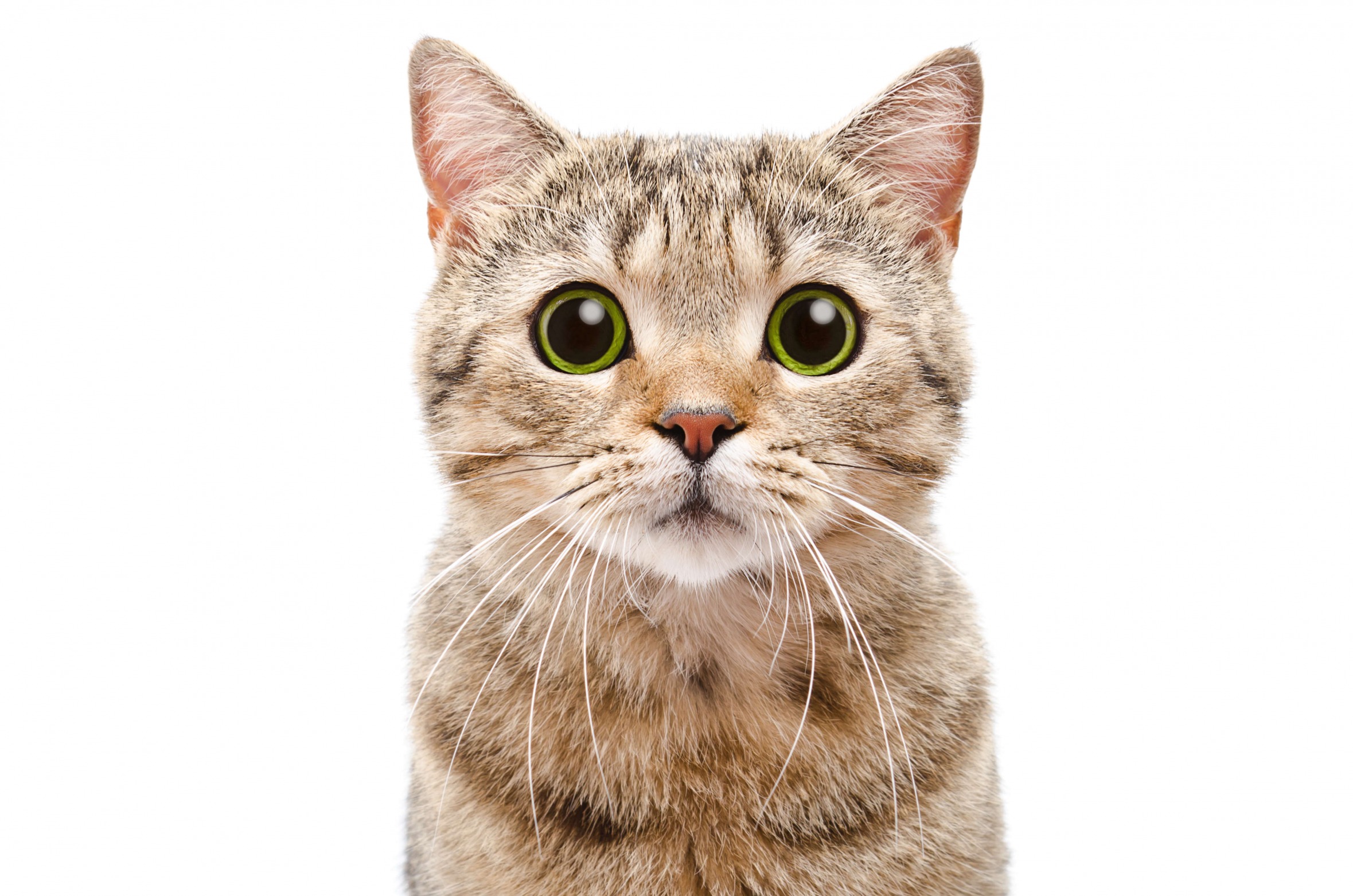 Cat Begging Blank Template Imgflip