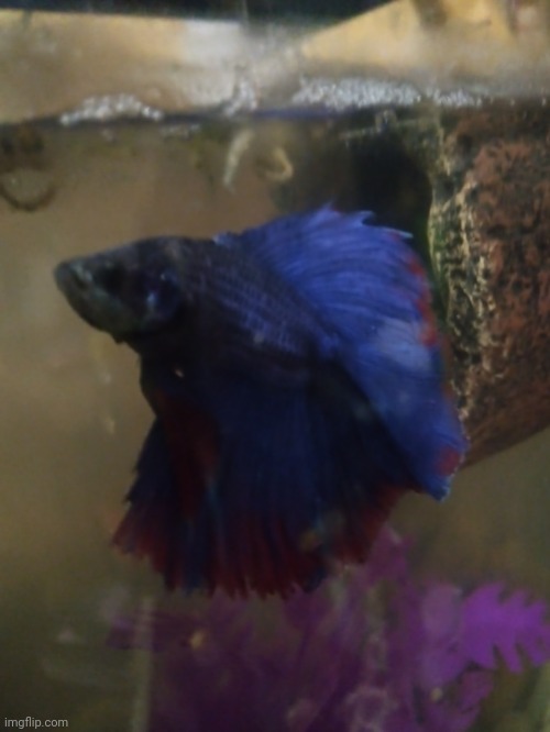 This is my Betta Fish his name's Chicken /╲/\╭(•‿•)╮/\╱\ - Imgflip