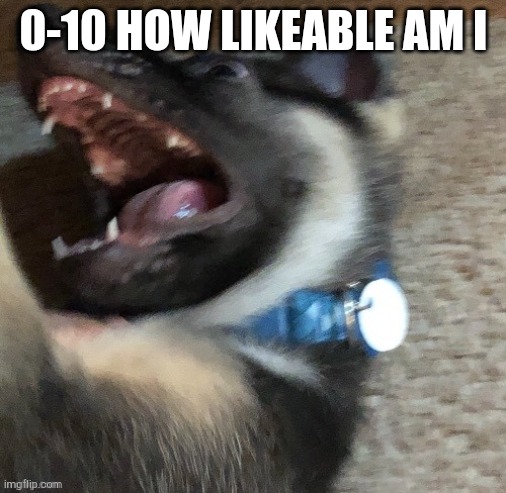 angy doggo - Imgflip