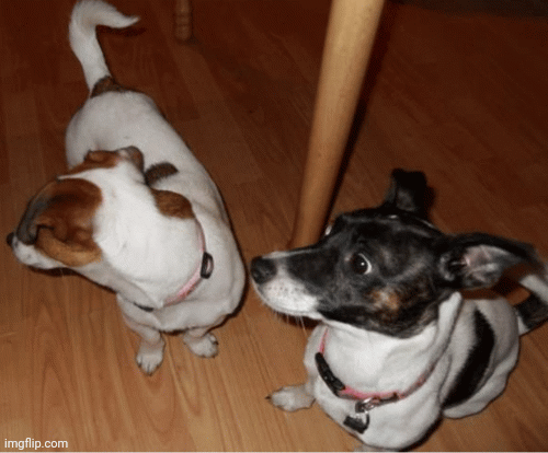 Omg shock shocked dog - Imgflip