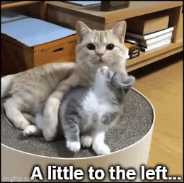 Cuteness Overload - Imgflip