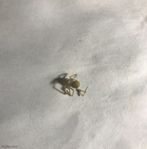 if you yave 8 legs, consider this a warning - Imgflip