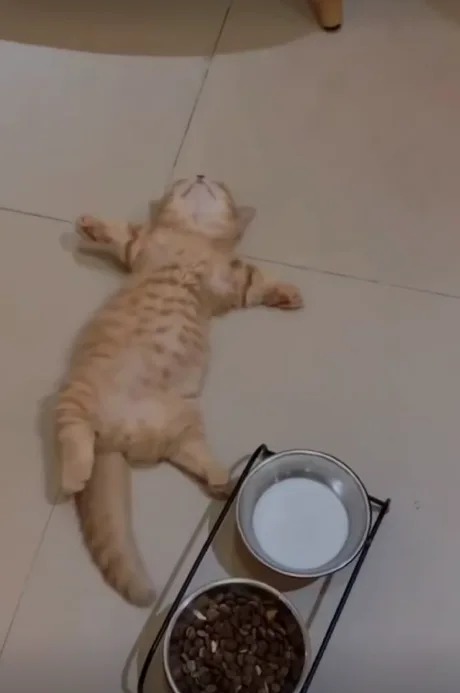 Sleepy Kitten Blank Template Imgflip