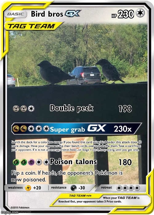 I took a picture of 2 birds and made them a pokemon card - Imgflip