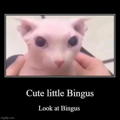 Bingus - Imgflip