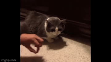 Cat steals another Cat's Treat - Imgflip