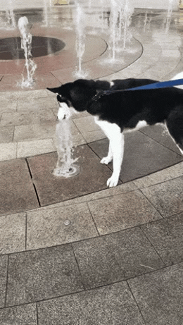 Dog drinking water to cool off - Imgflip