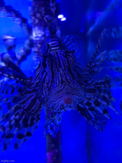 Lionfish has a wart on his mouth - Imgflip