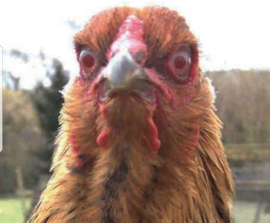 Mean Chicken Blank Template Imgflip