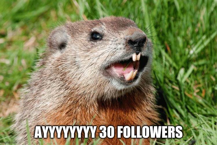 Beaver Pog - Imgflip