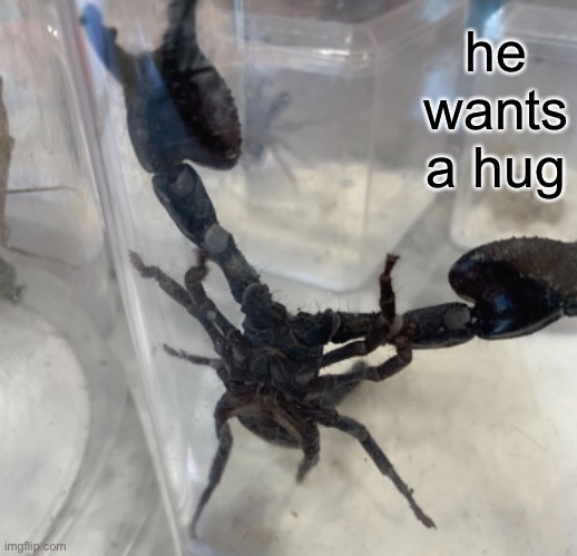 Fun scorpion - Imgflip