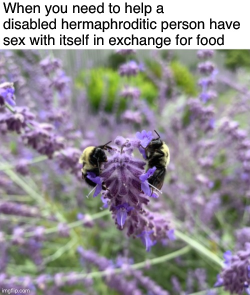 This is what bees do all the time. Until we meet again. - Imgflip