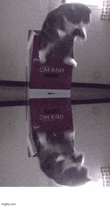 Looping cat - Imgflip