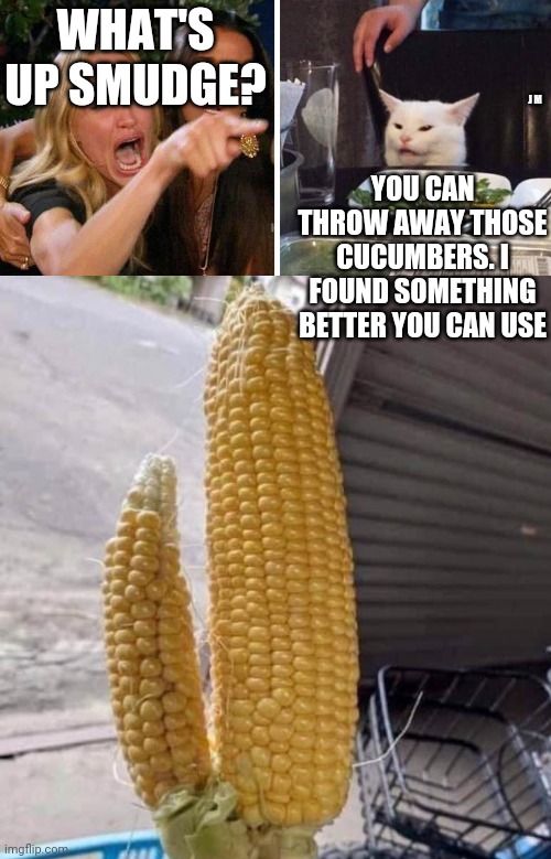 Image tagged in smudge the cat - Imgflip