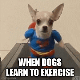 Doggy Exercise Imgflip