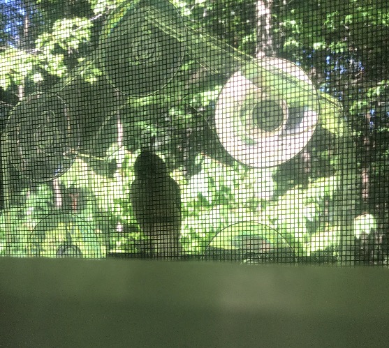 Kinda hard to see but Tufted Titmouse at my window feeder - Imgflip
