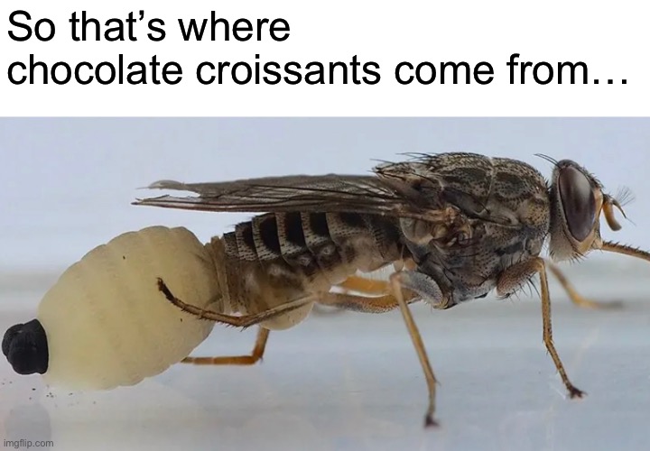 tsetse fly maggot - Imgflip