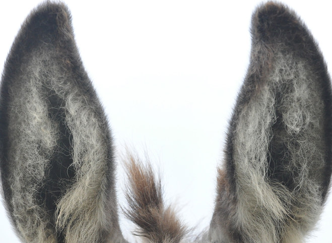 Donkey Ears Blank Template Imgflip