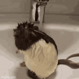 rat taking a shower - Imgflip