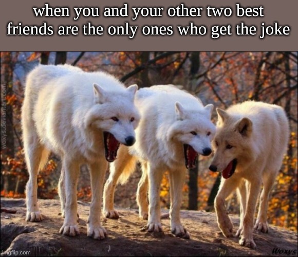 laughing wolves - Imgflip