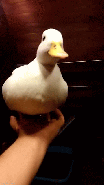 Animated GIF - Imgflip