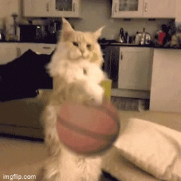 Cat basketball dribble - Imgflip