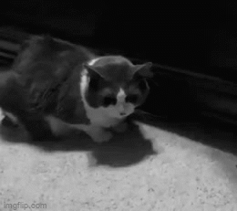 THIEF CAT - Imgflip