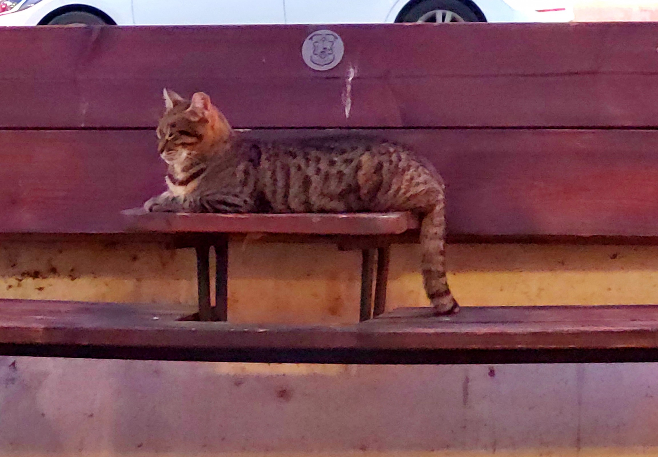 Cat on a bench Blank Template - Imgflip