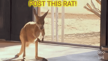 Rat invasion! - Imgflip