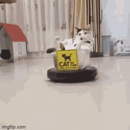 Cat riding - Imgflip