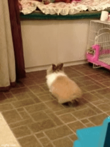 Hop fail - Imgflip