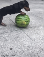Dog balancing on watermelon - Imgflip