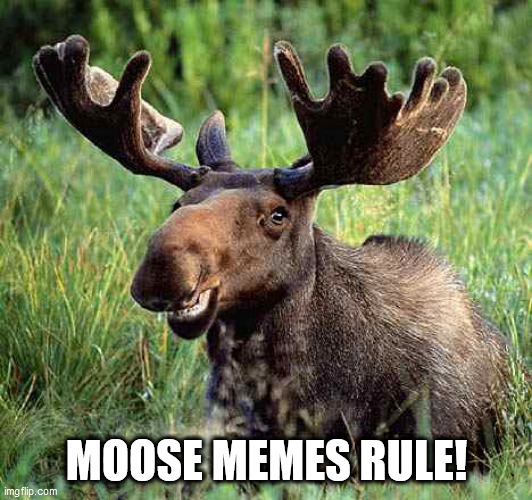 Image tagged in moose - Imgflip