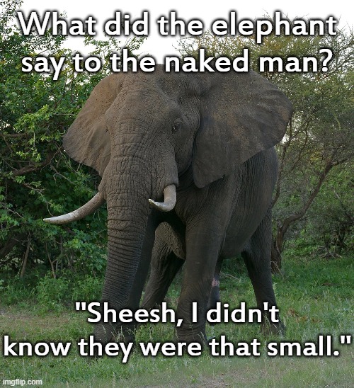 elephant Memes & GIFs - Imgflip