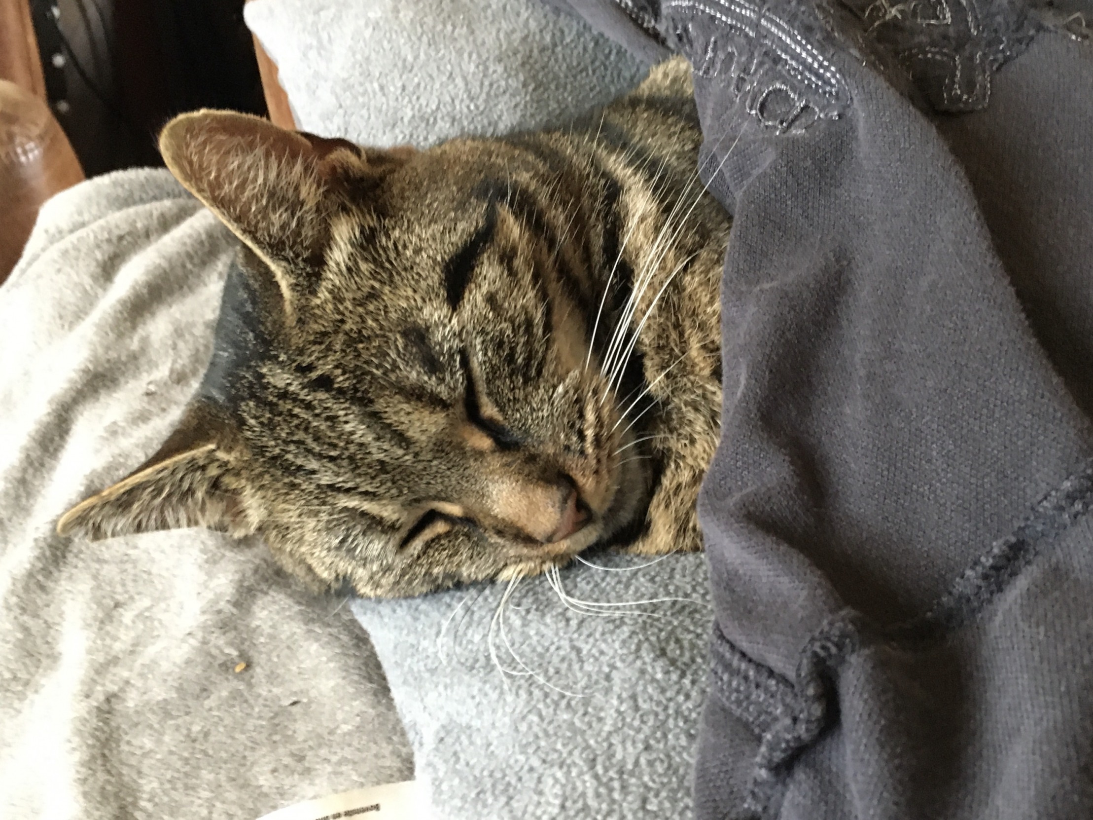 Sleepy Cat Blank Template Imgflip