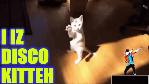 Disco Kitteh - Imgflip