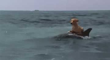 Dog having a dolphin ride - Imgflip