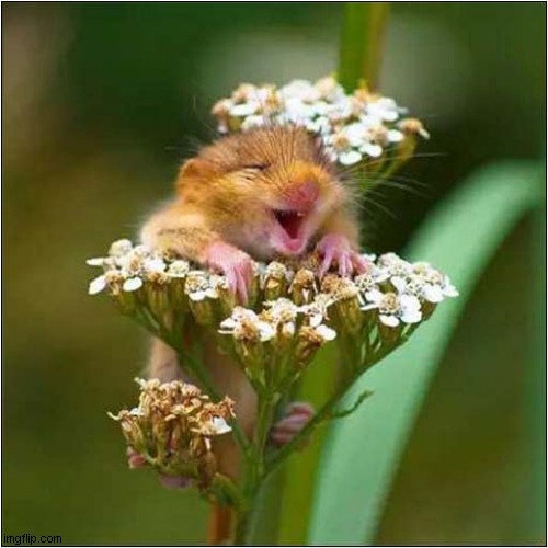 A Happy Little Dormouse ! - Imgflip