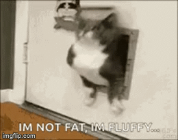 I'M NOT FAT I'M FLUFFY!!! - Imgflip