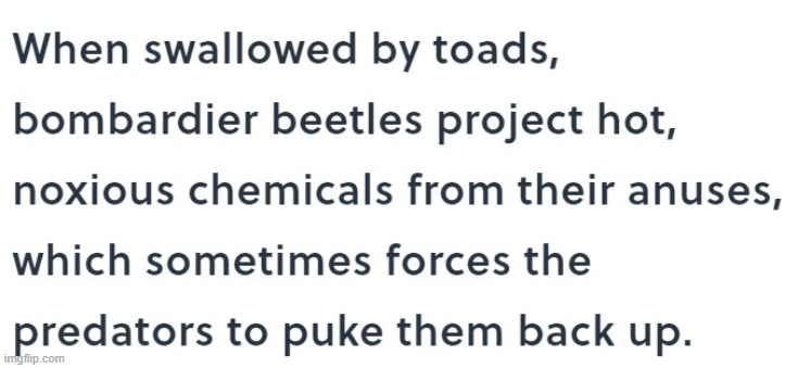 bombardier beetles are built different - Imgflip