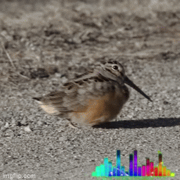 Funky Birb - Imgflip