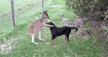 Kangaroo and dog love - Imgflip