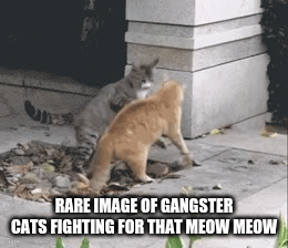 meow meow gangs - Imgflip