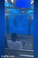 When Shamu Says Hi - Imgflip