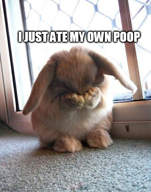 embarrassed bunny - Imgflip