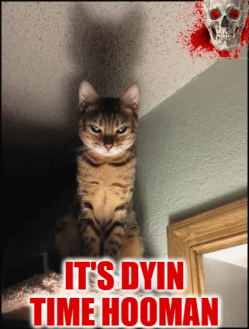 Psycho Kitteh - Imgflip