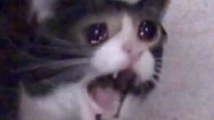 Screaming Cat Blank Template Imgflip