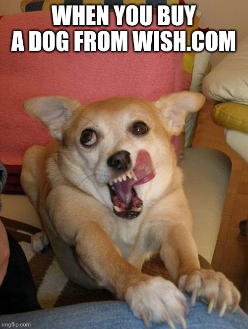 Image tagged in weird doggo - Imgflip