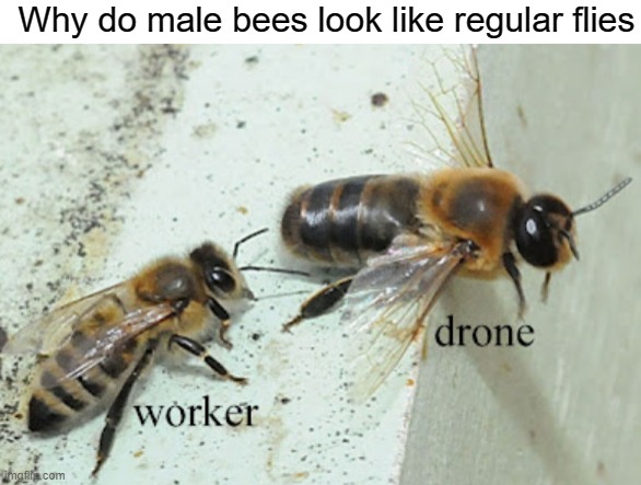 fun fact: male bees die from erection - Imgflip