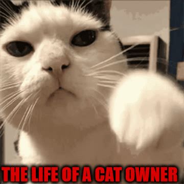 Cat Owner - Imgflip